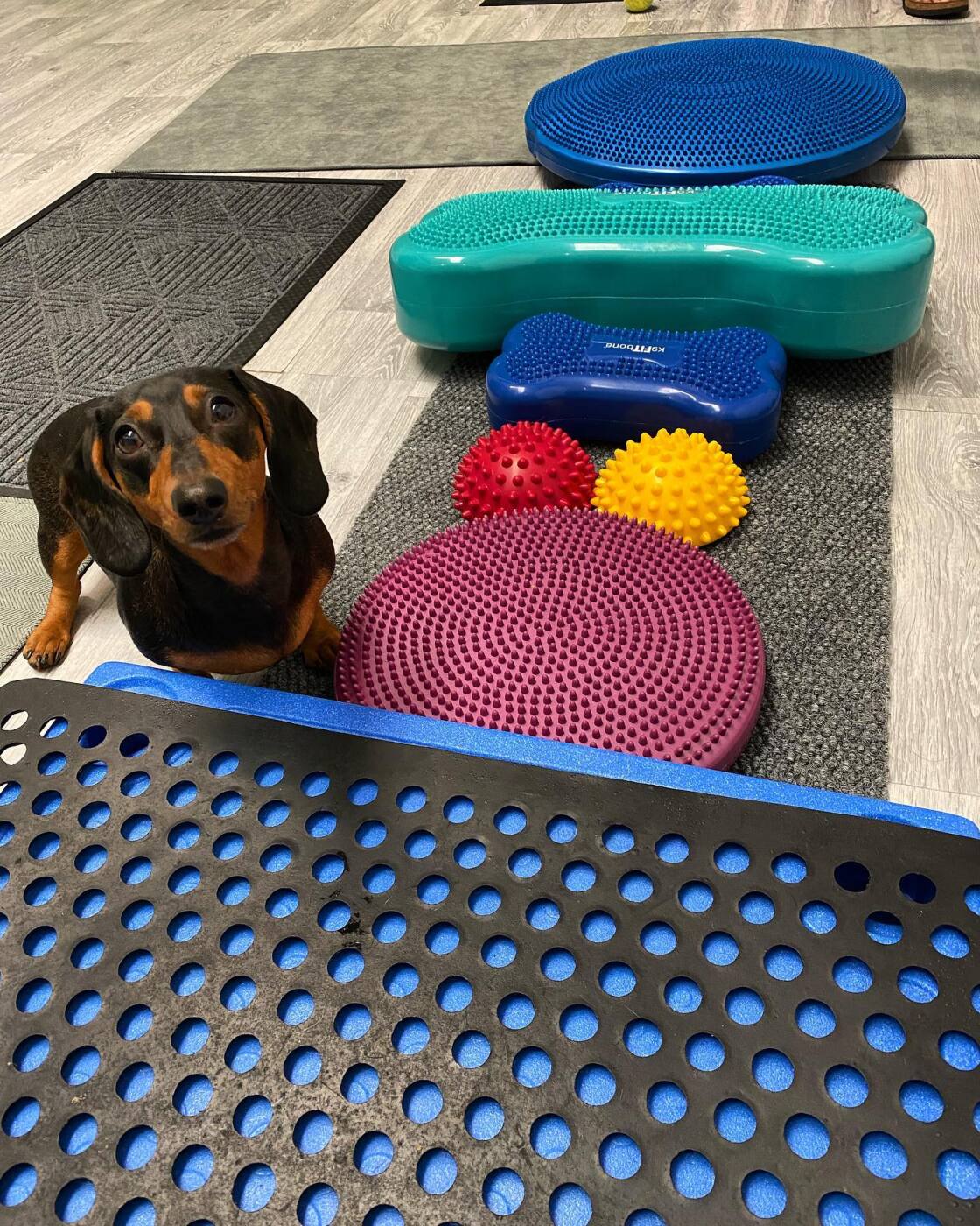 Physiotherapy and hydrotherapy for dogs and cats | My Pet Physio ...